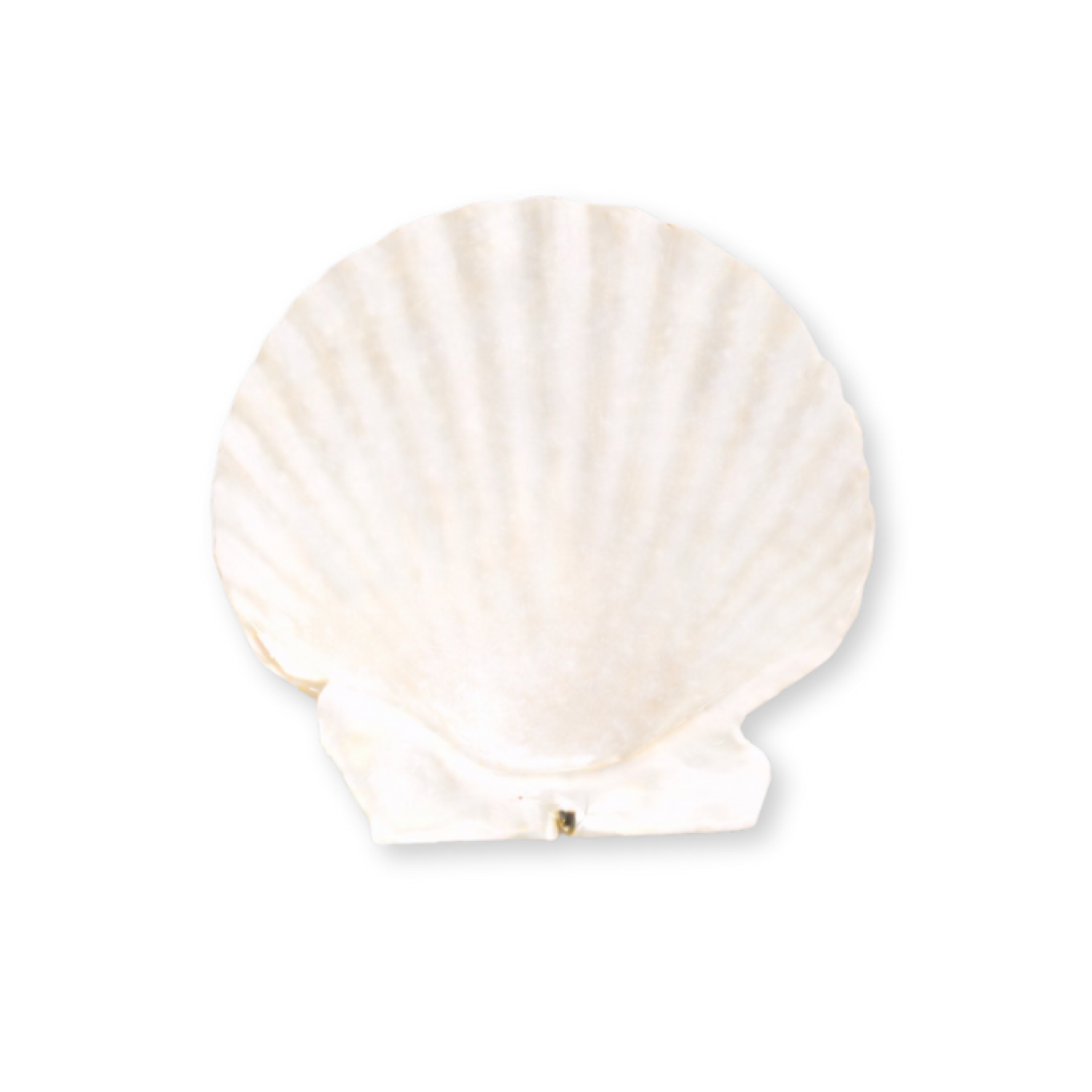 Scallop Shell Art | Keepsakes & Place Settings | EverAfter Paper Co ...